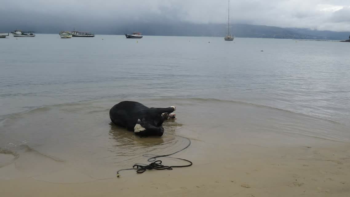 Boi cai ao mar durante embarque e é resgatado por um veleiro – Tamoios News