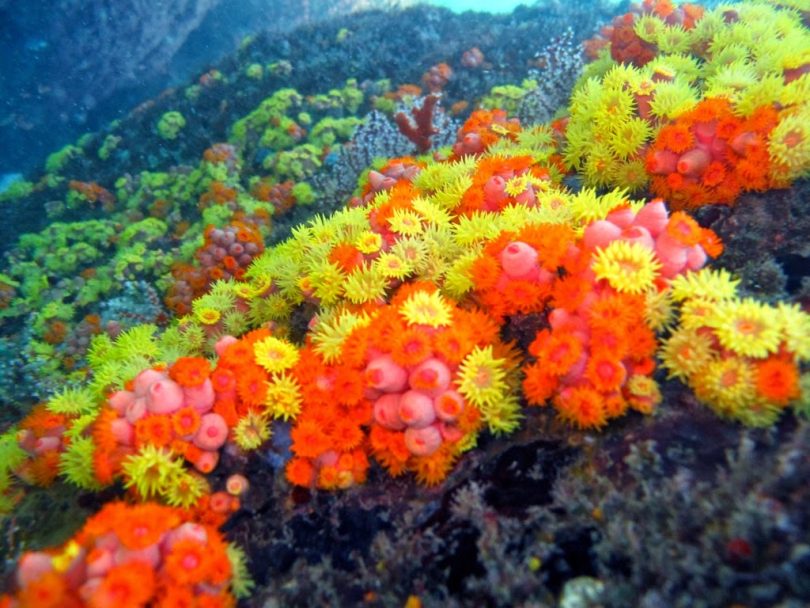 Pesquisadores alertam invasão de coral-sol na Ilha Anchieta – Tamoios News