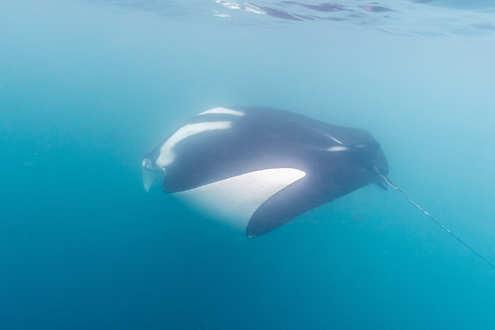 Ilhabela se confirma como novo ‘hotspot’ mundial da raia manta oceânica ...